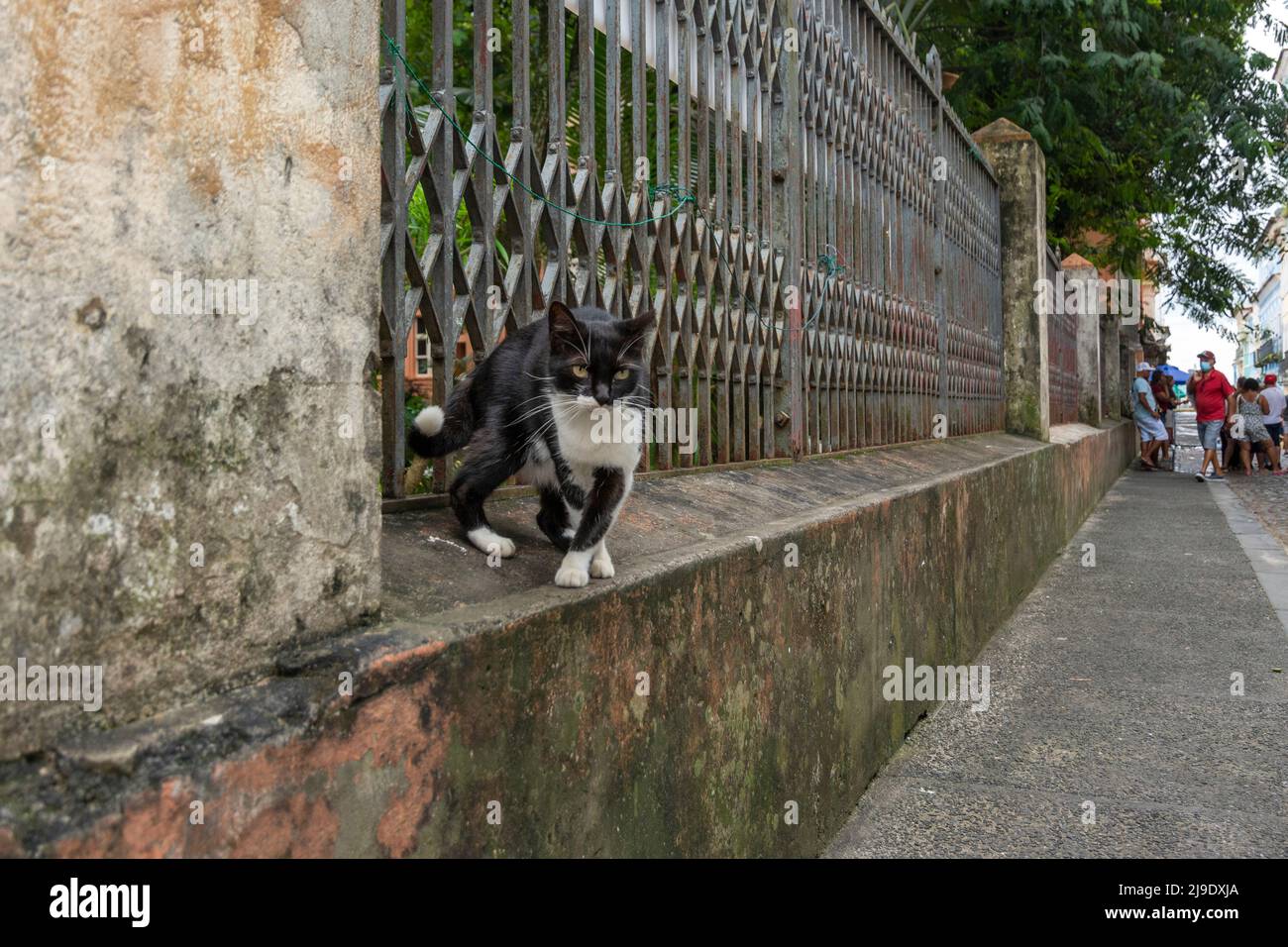 Abandoned cat seen on Pelourinho street. City of Salvador in the ...