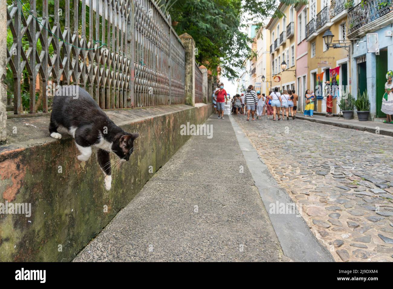 Abandoned cat seen on Pelourinho street. City of Salvador in the ...