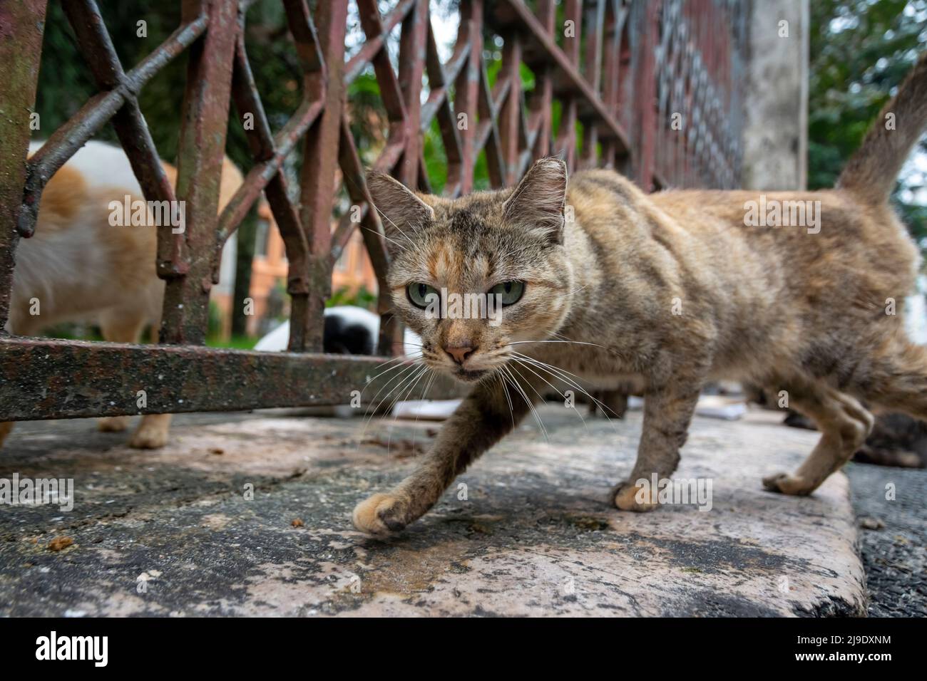 Abandoned cat seen on Pelourinho street. City of Salvador in the ...