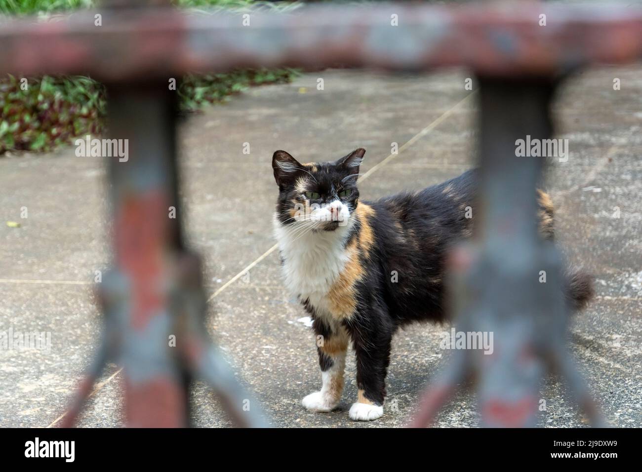 Abandoned cat seen on Pelourinho street. City of Salvador in the ...
