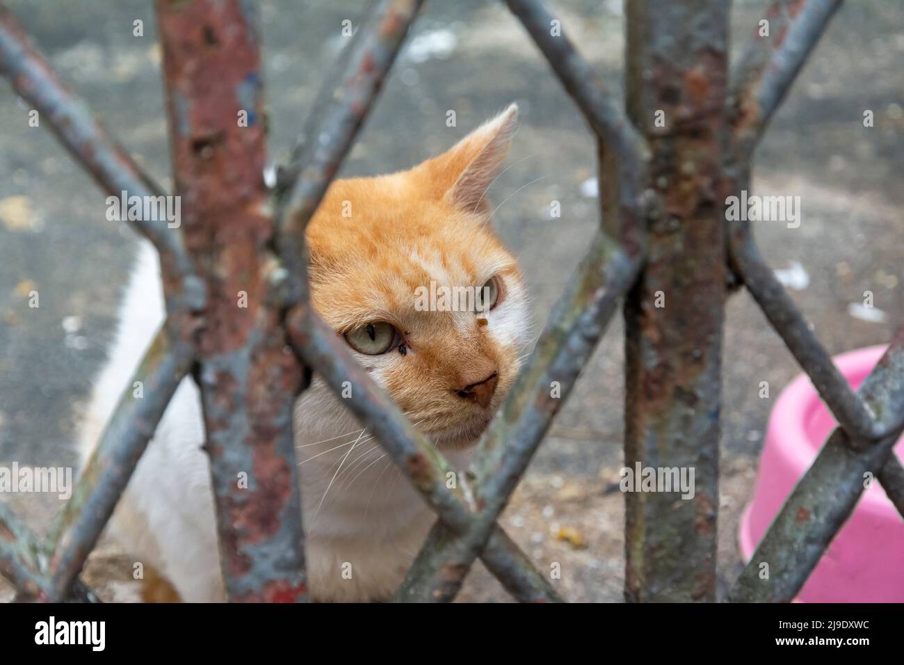 Abandoned cat seen on Pelourinho street. City of Salvador in the ...
