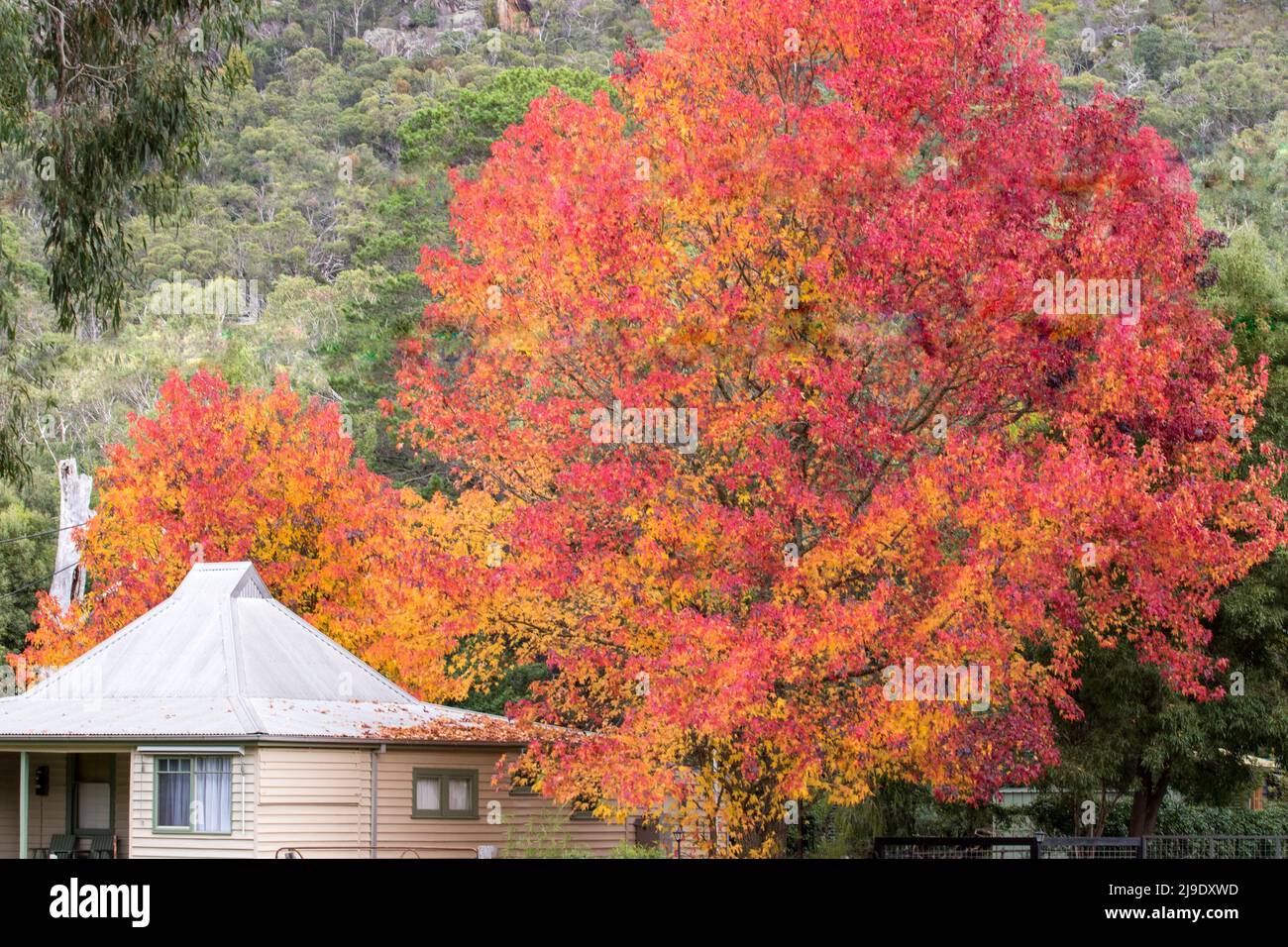 Autumn in the Grampians national park and Halls Gap Stock Photo - Alamy