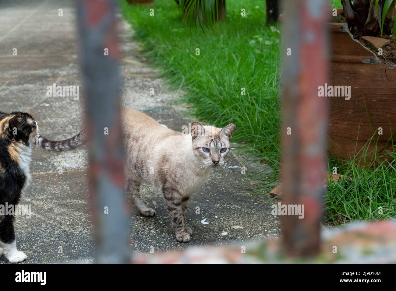 Abandoned cats seen in a private location. City of Salvador in the ...