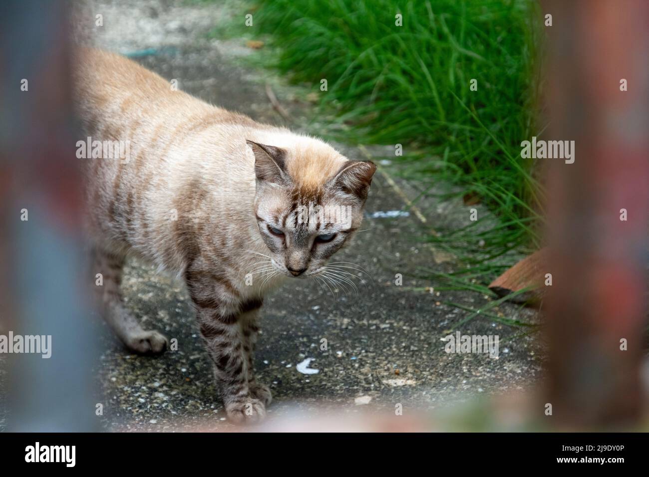 Abandoned cat seen on Pelourinho street. City of Salvador in the ...