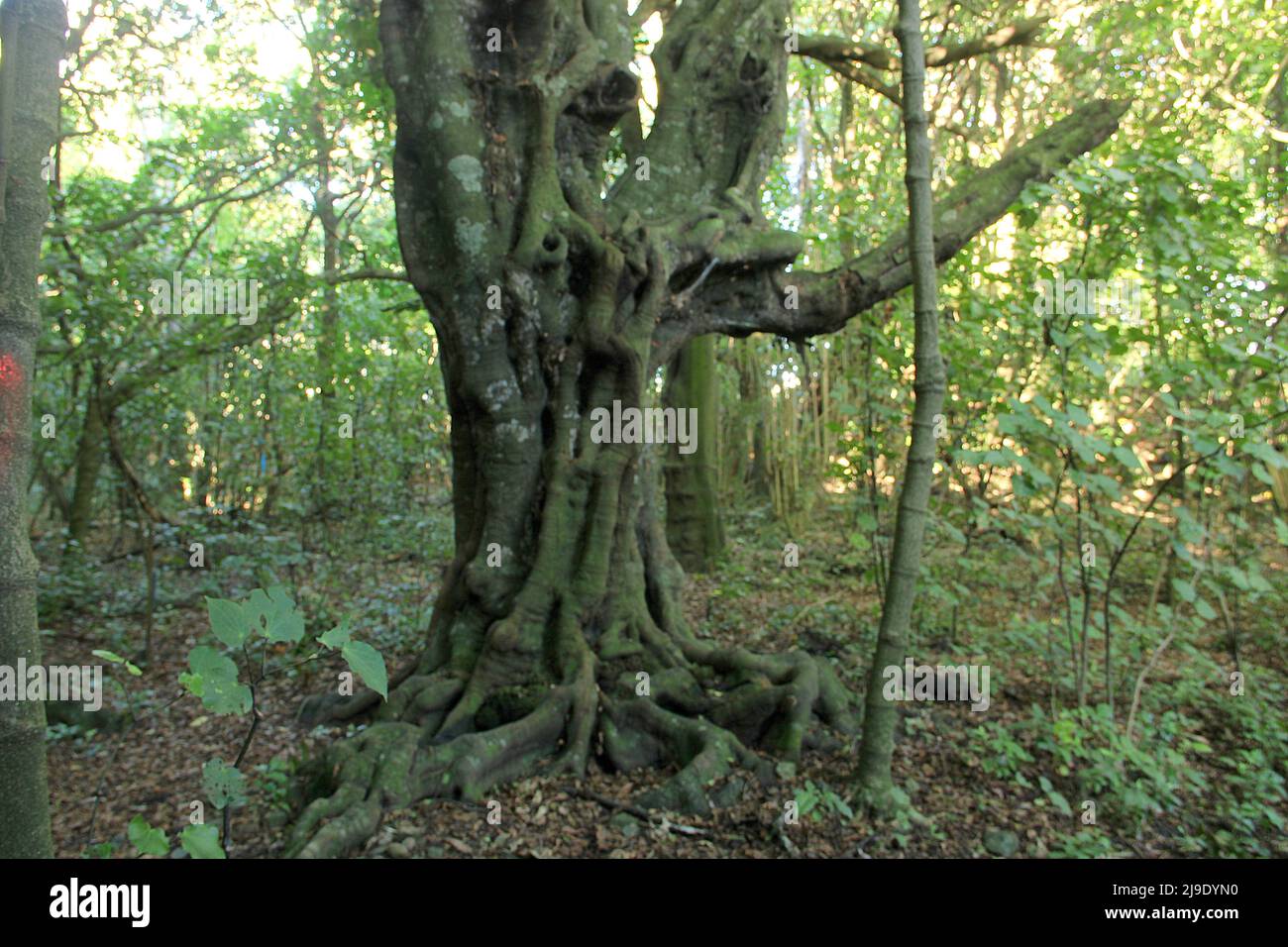 Goblin forest new zealand hi-res stock photography and images - Alamy