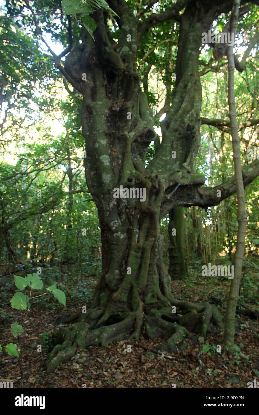 Goblin tree (kohekohe Stock Photo - Alamy