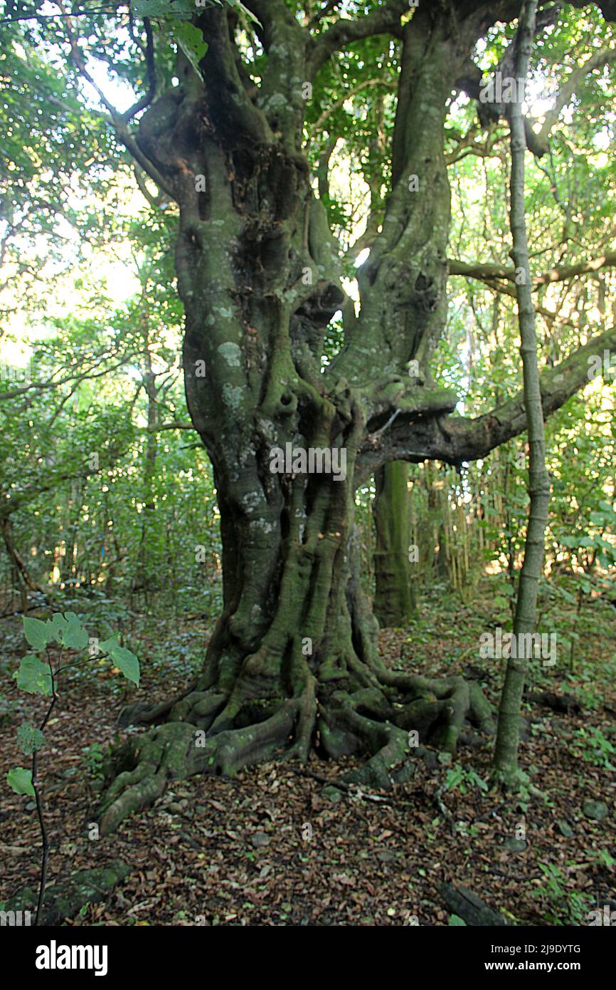 Goblin forest new zealand hi-res stock photography and images - Alamy
