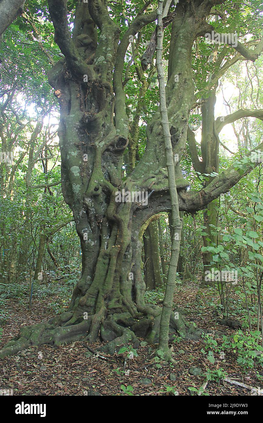 Goblin tree (kohekohe Stock Photo - Alamy