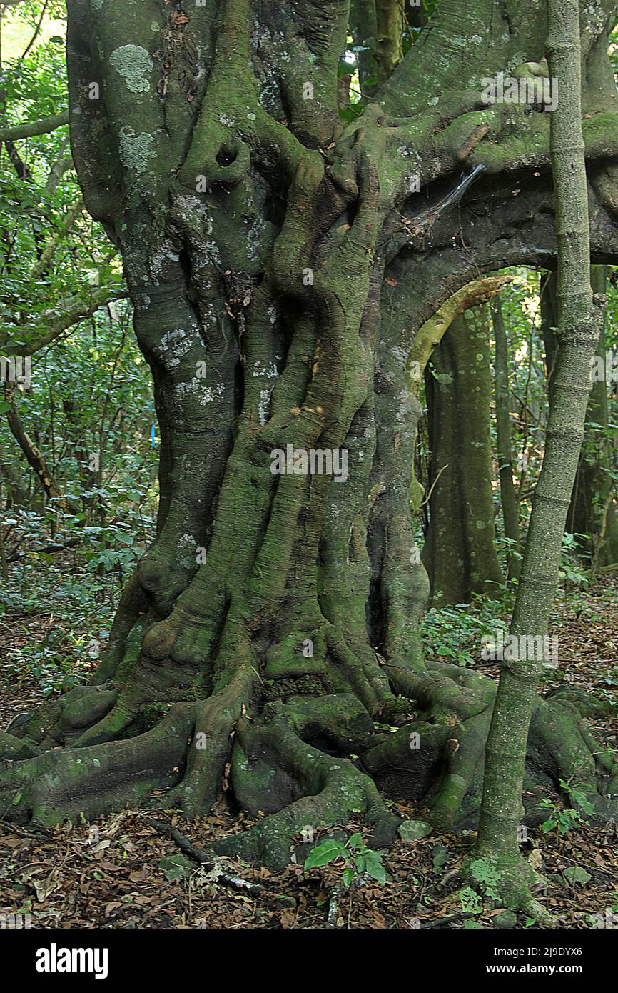 Goblin tree (kohekohe Stock Photo - Alamy
