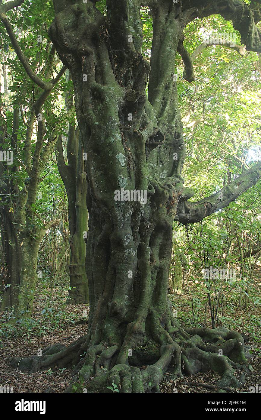 Goblin tree (kohekohe Stock Photo - Alamy