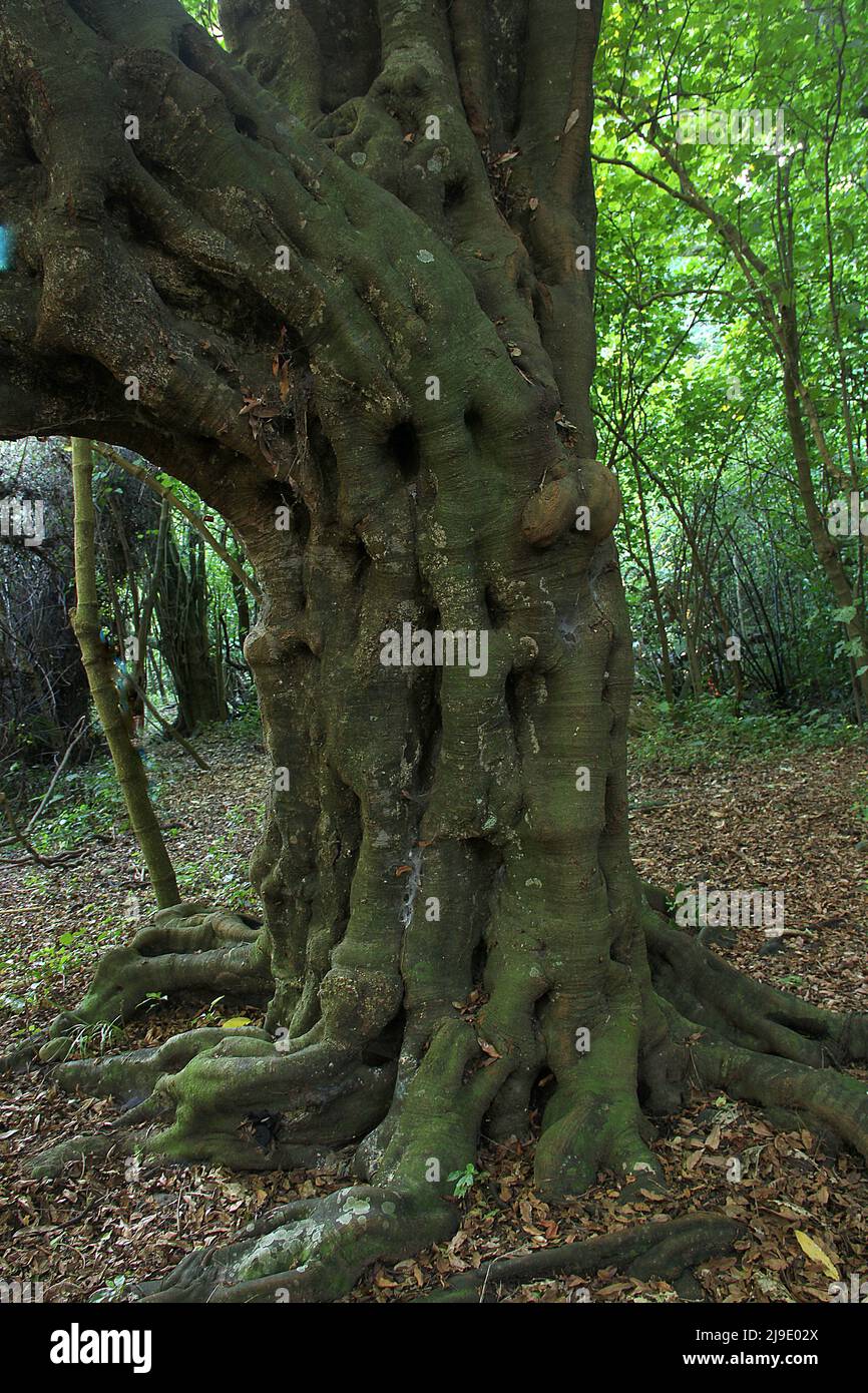 Goblin tree hi-res stock photography and images - Alamy