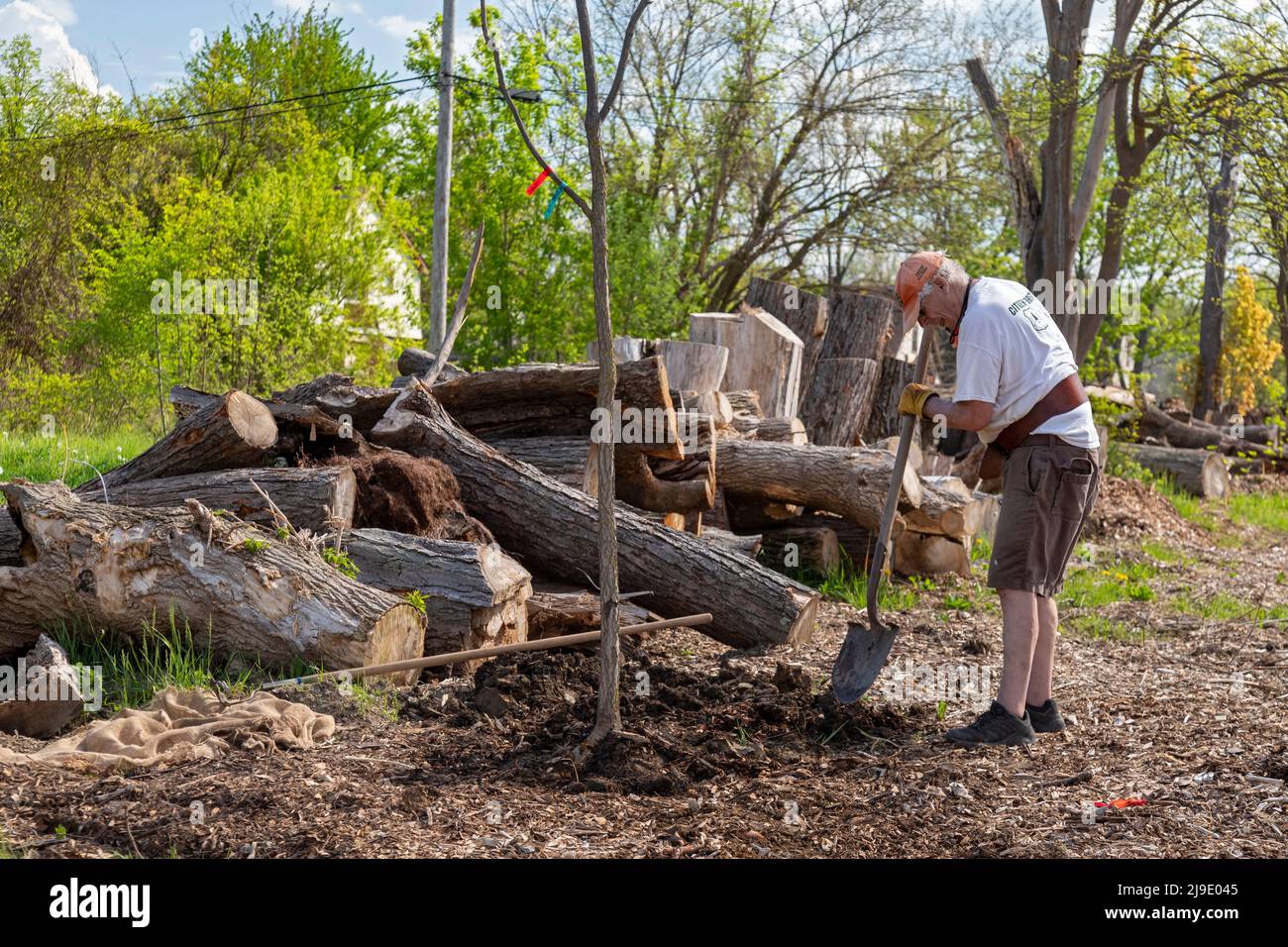 Planting plant tree trees hi-res stock photography and images - Alamy