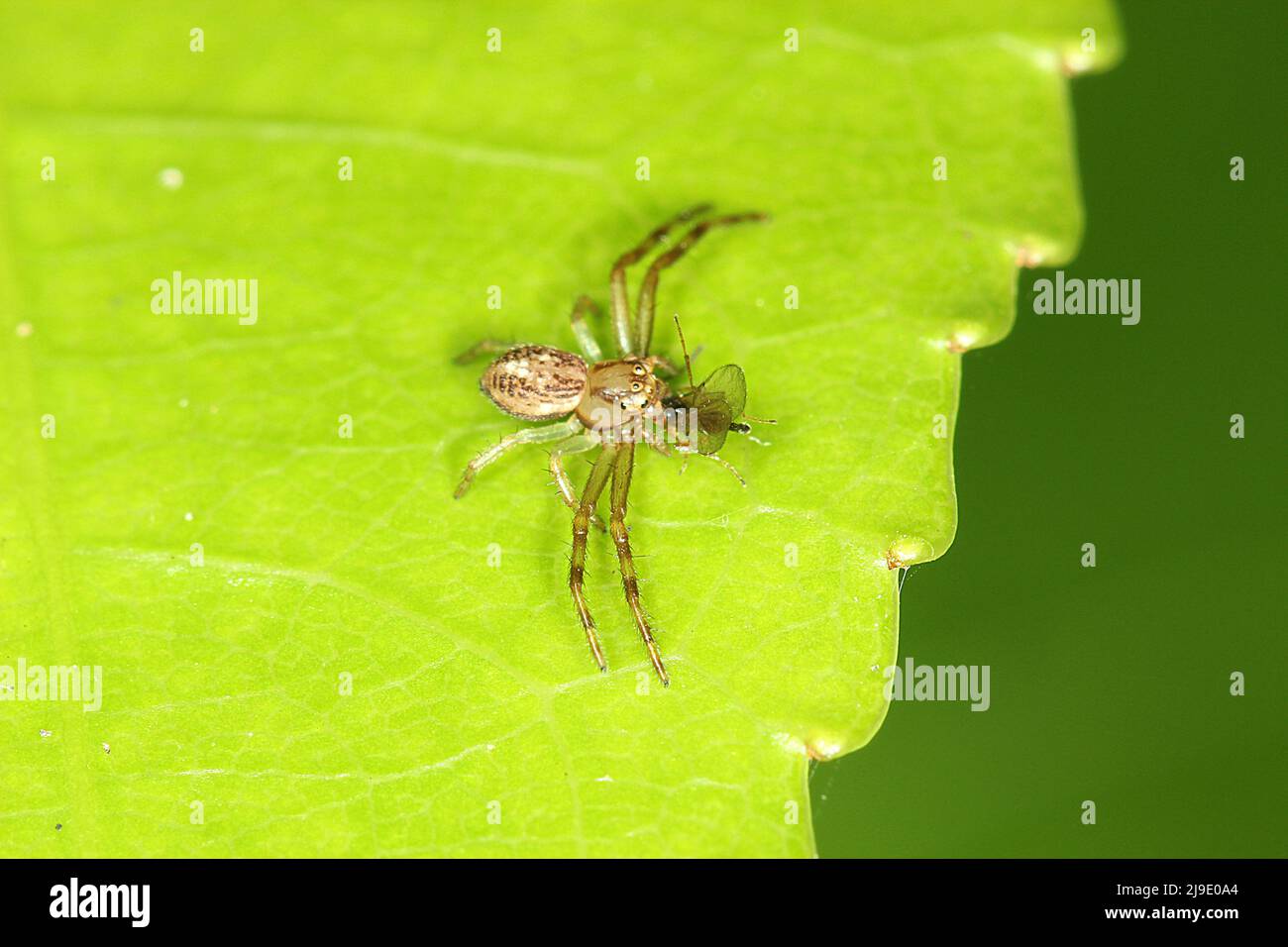 Flower spider (Dianea ambara) eating a fly Stock Photo - Alamy