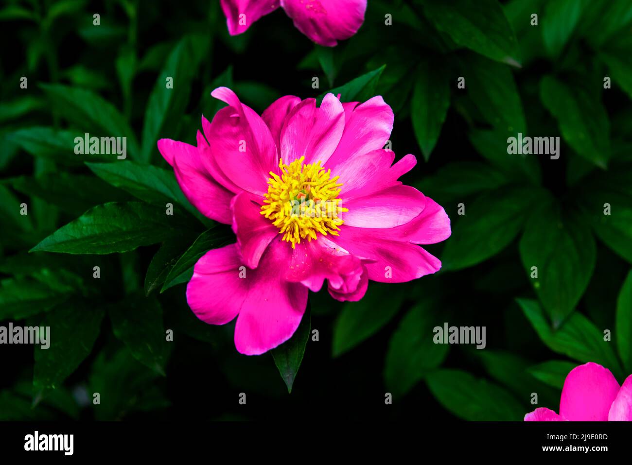 Beautiful pink color peony flower with dew in garden Stock Photo - Alamy