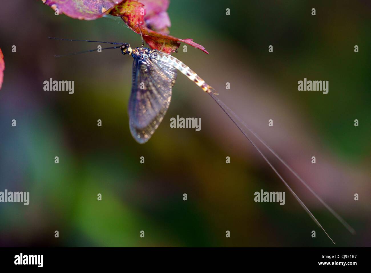 Dark lateral markings hi-res stock photography and images - Alamy