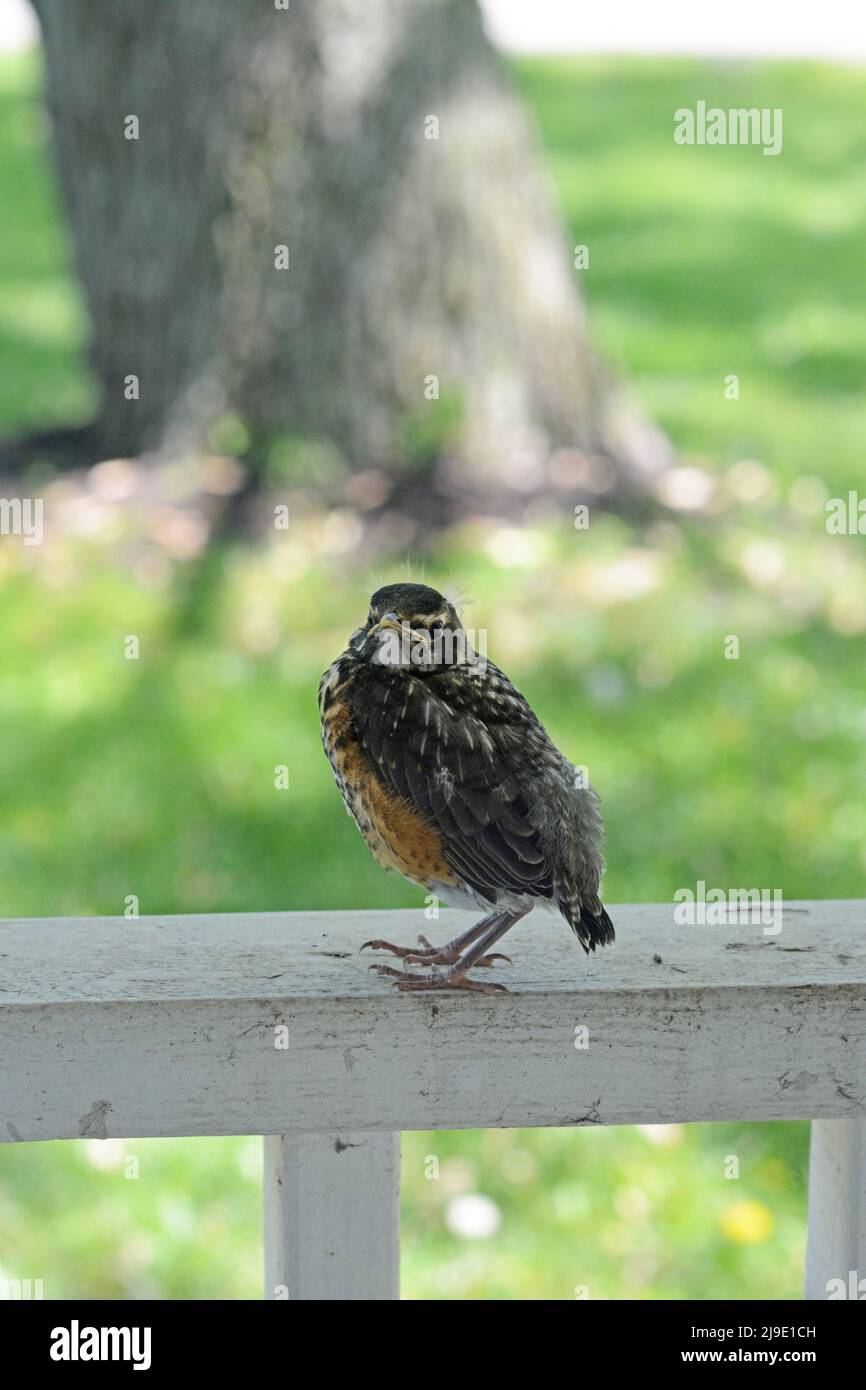 Grumpy robin hi-res stock photography and images - Alamy