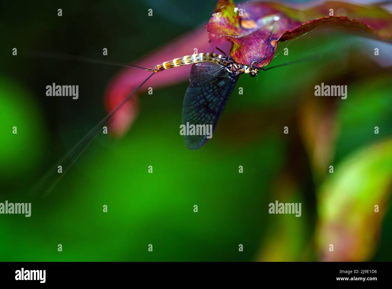 Sony a7s2 hi-res stock photography and images - Alamy