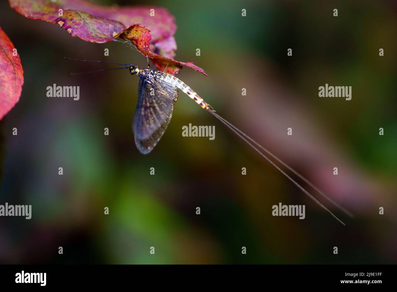 Dark veined wings hi-res stock photography and images - Alamy