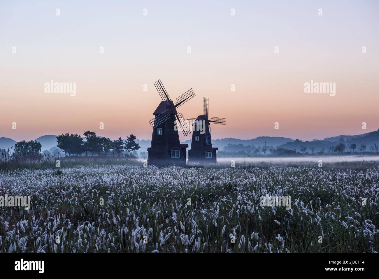 The beautiful landscape of fogy windmill town in the early morning at ...