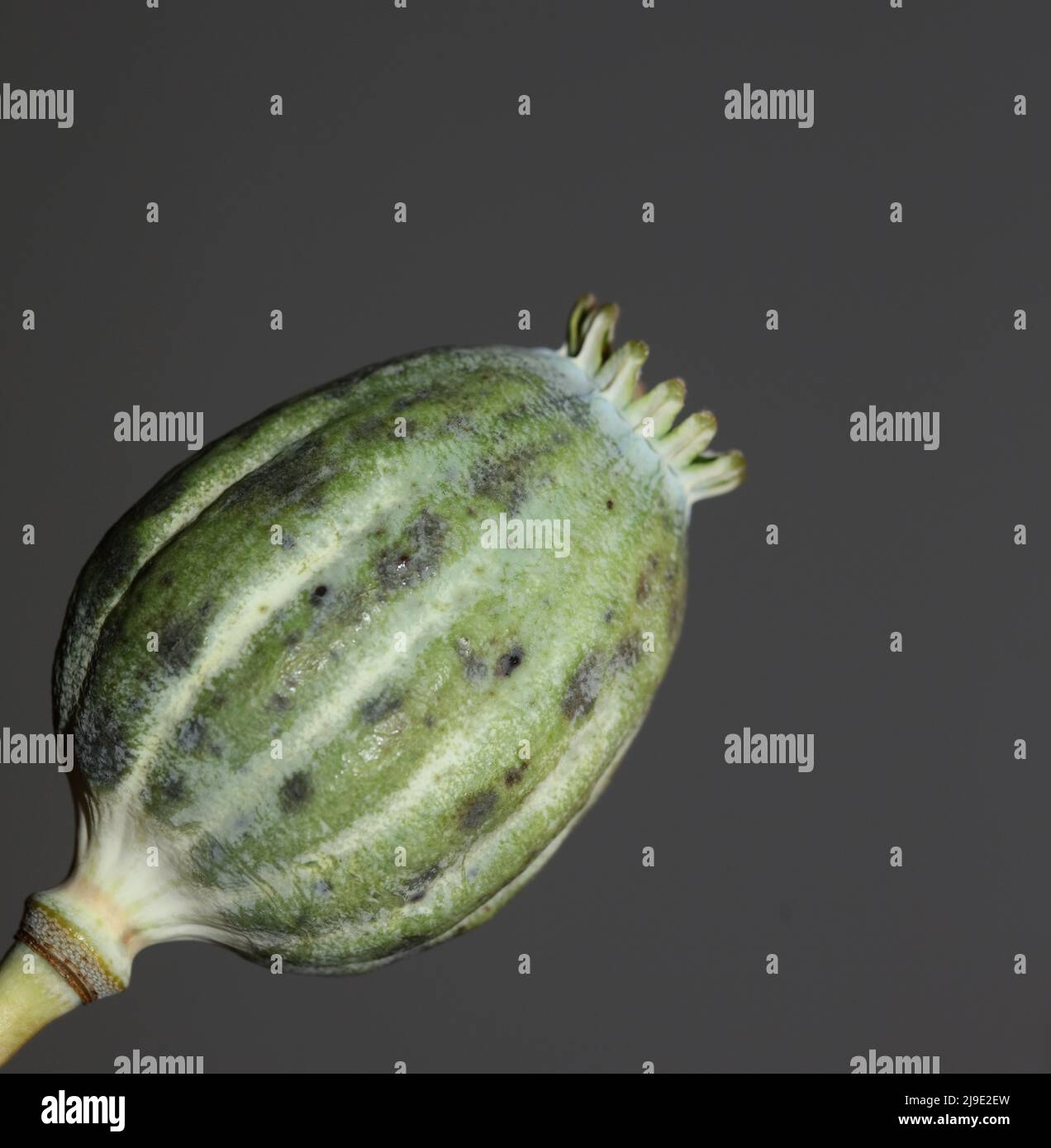 Opium fruit papaver somniferum family papavaraceae close up botanical ...