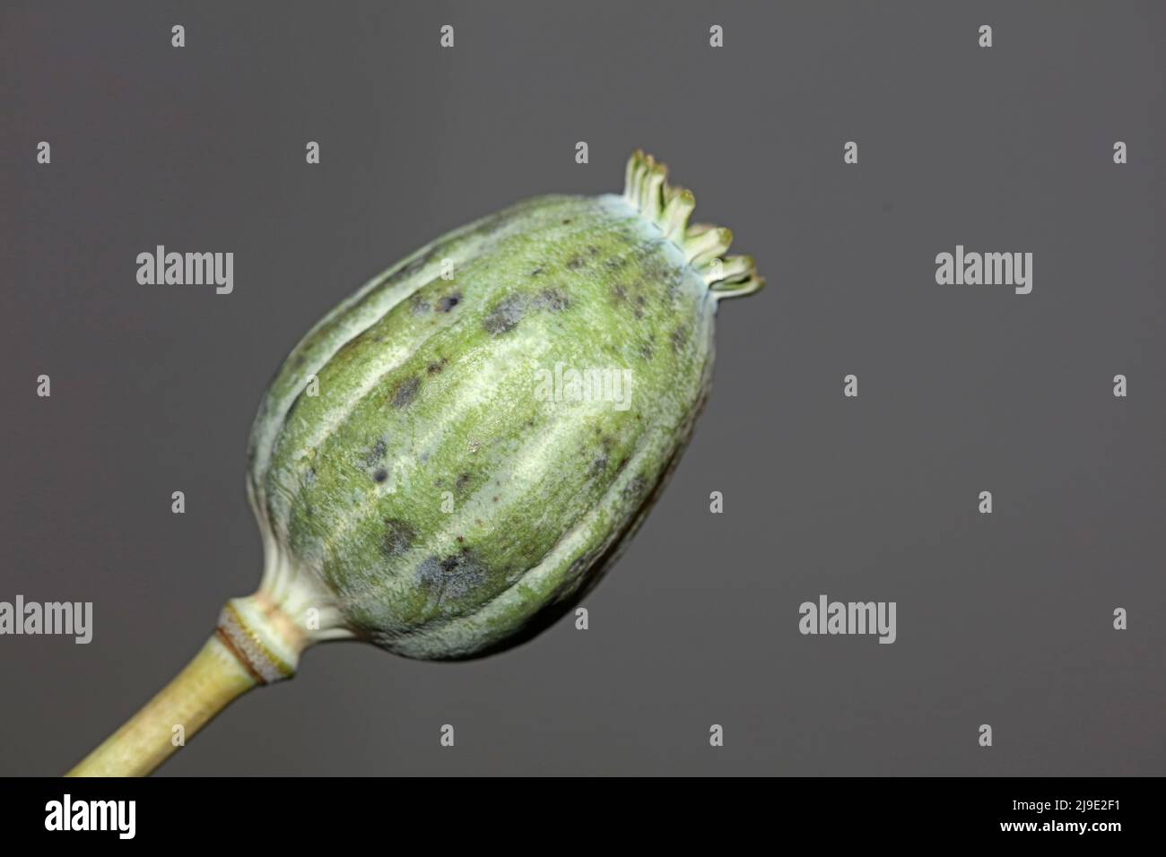 Opium fruit papaver somniferum family papavaraceae close up botanical ...