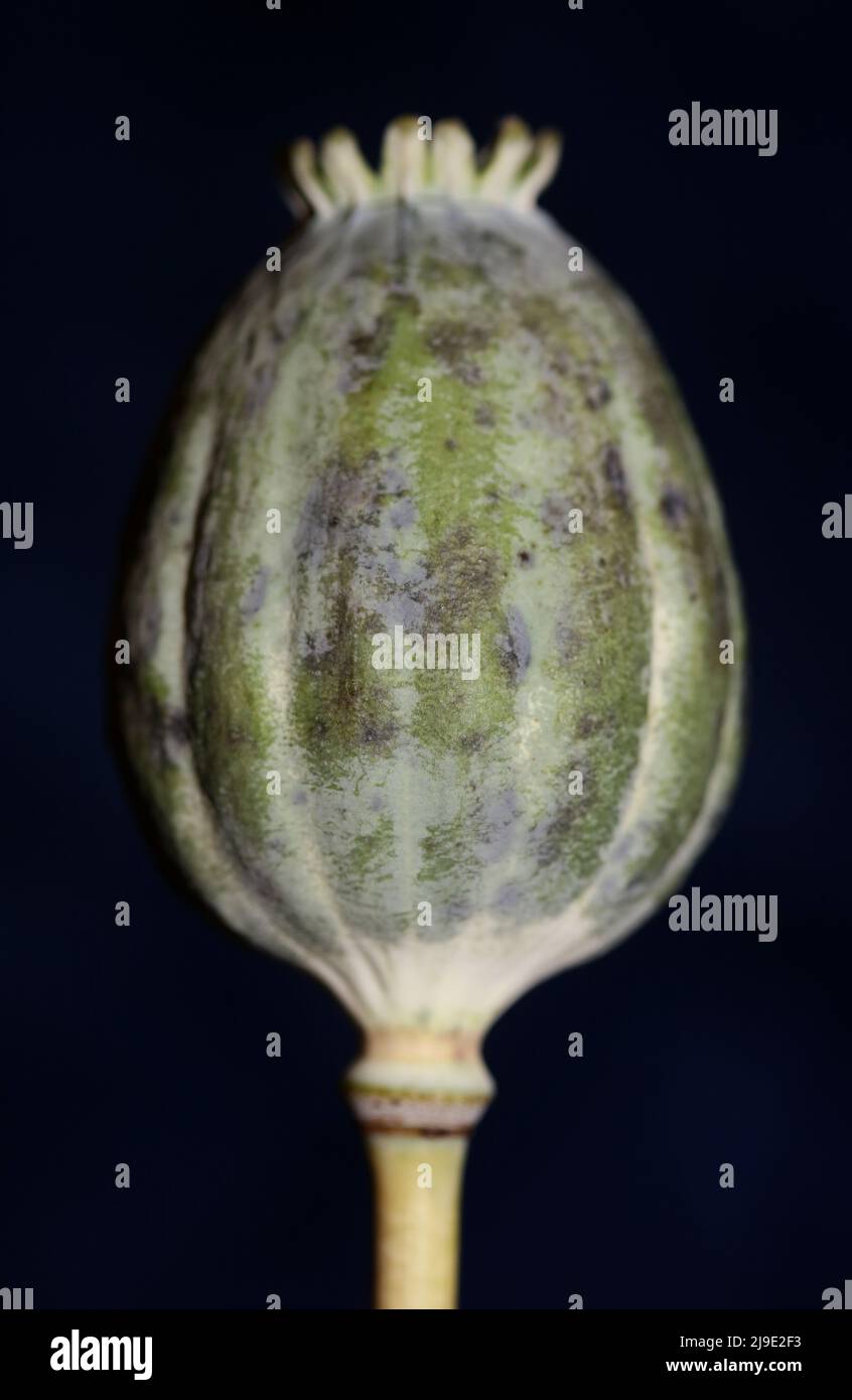 Opium fruit papaver somniferum family papavaraceae close up botanical ...
