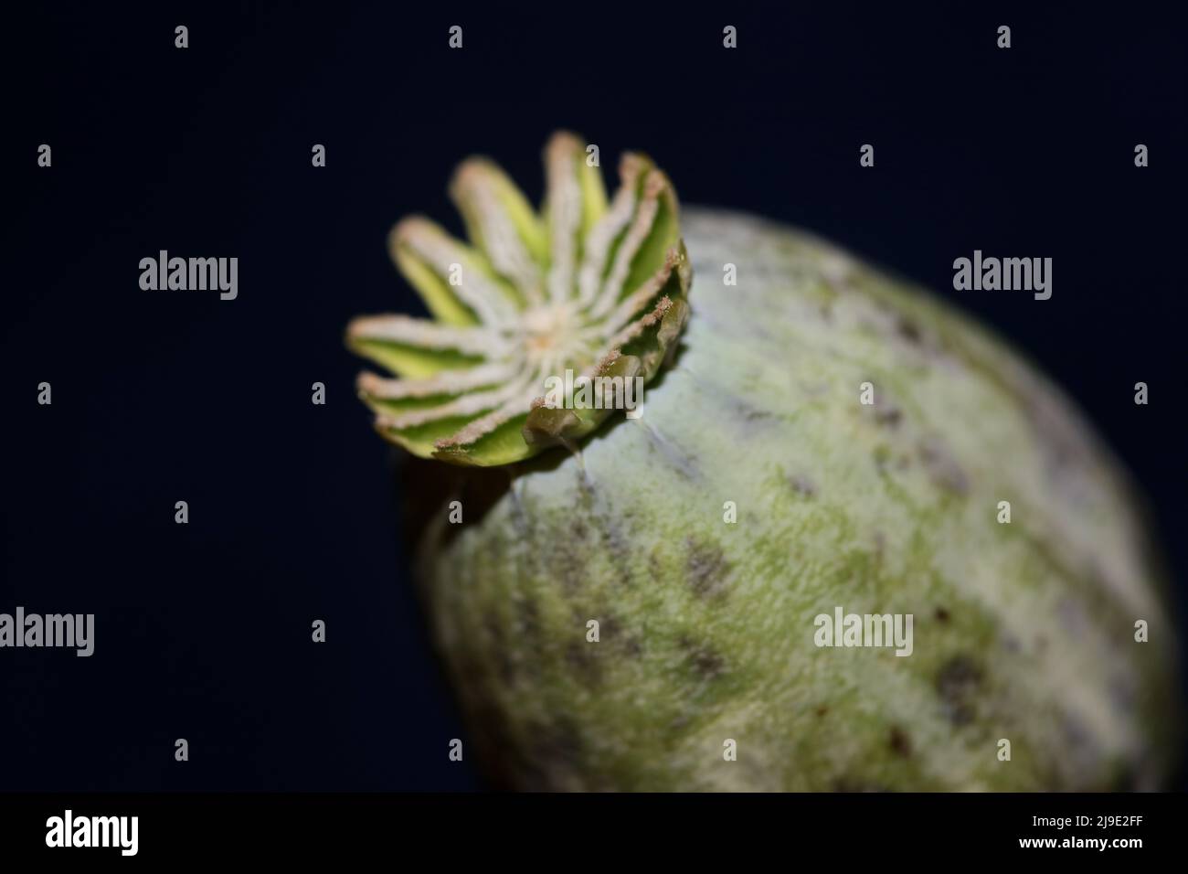 Opium fruit papaver somniferum family papavaraceae close up botanical ...