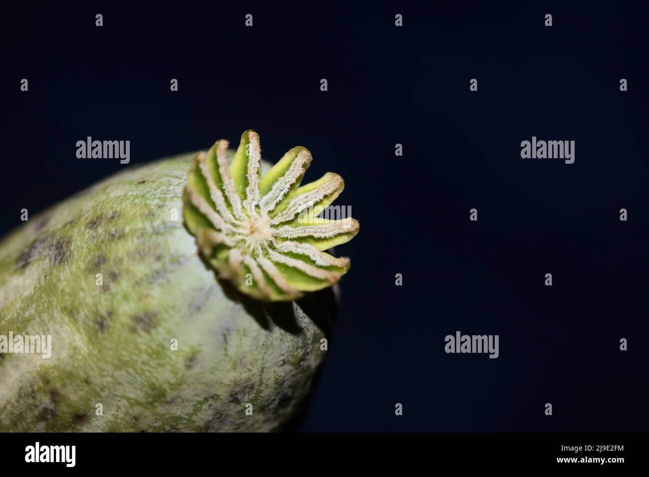 Opium fruit papaver somniferum family papavaraceae close up botanical ...