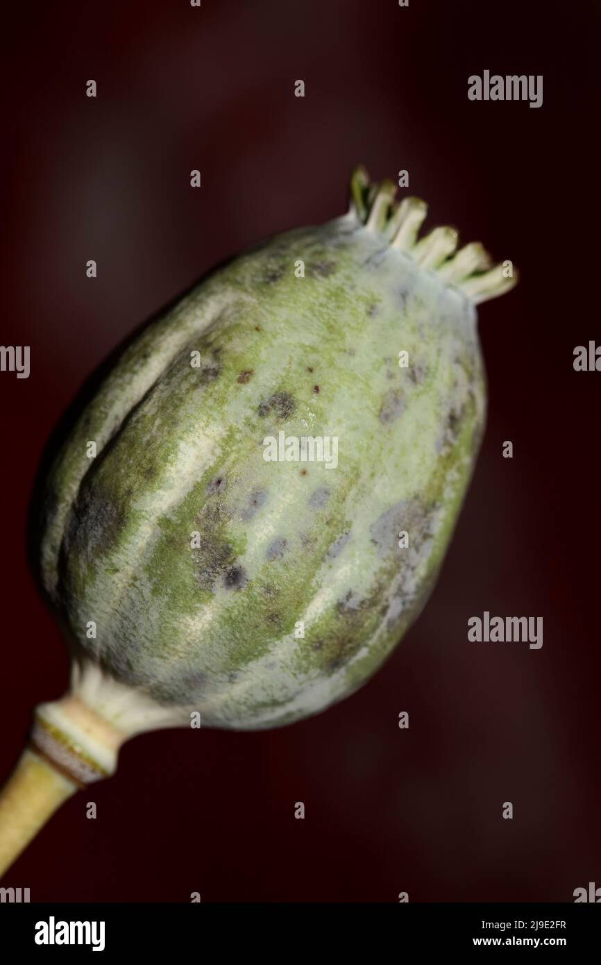 Opium fruit papaver somniferum family papavaraceae close up botanical ...