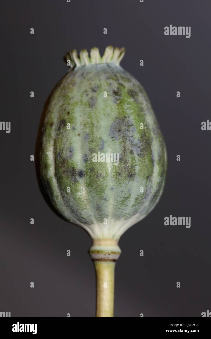 Opium fruit papaver somniferum family papavaraceae close up botanical ...