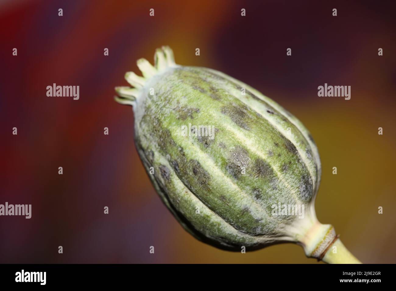 Opium fruit papaver somniferum family papavaraceae close up botanical ...