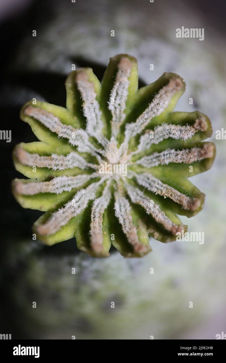 Opium fruit papaver somniferum family papavaraceae close up botanical ...