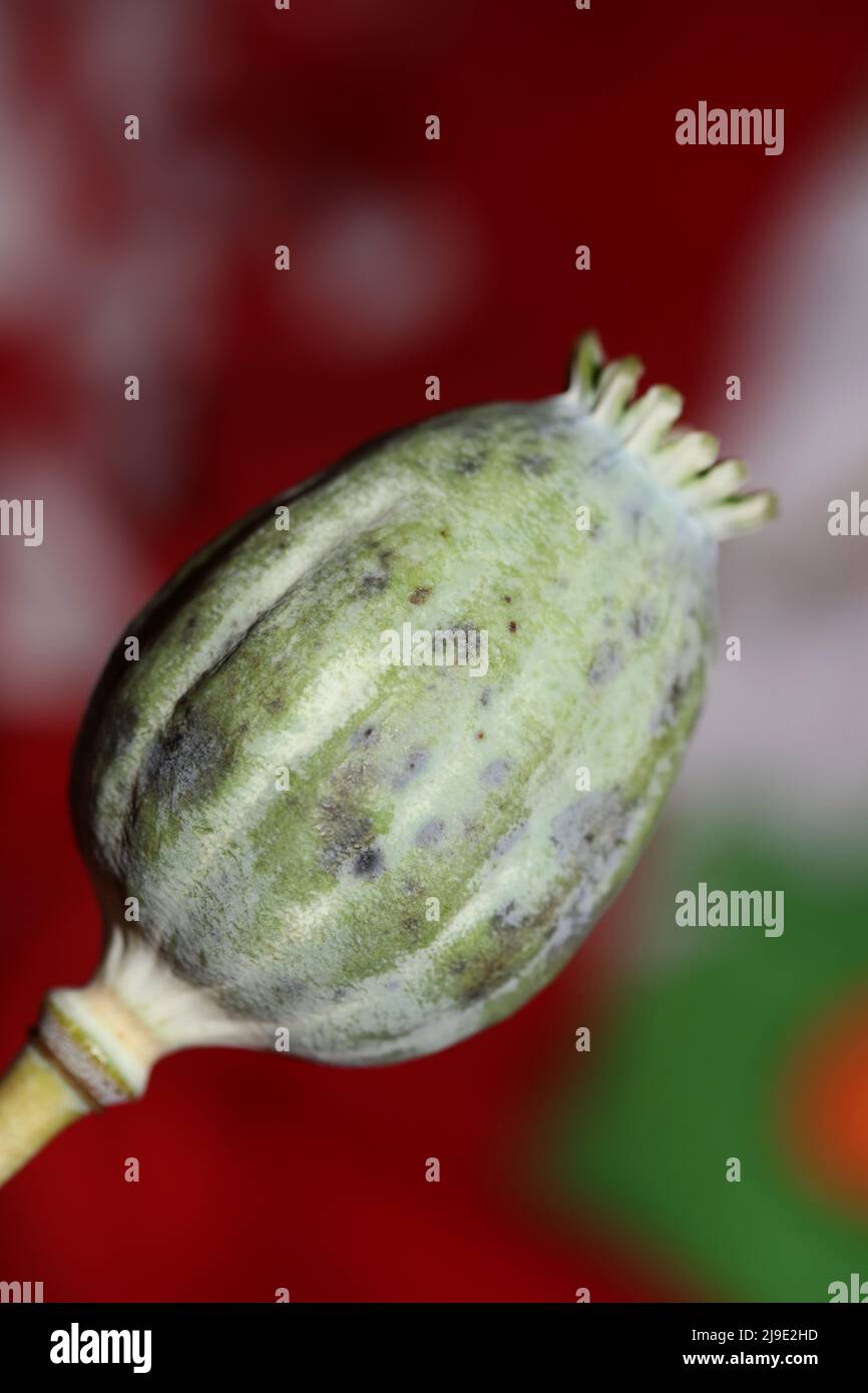 Opium fruit papaver somniferum family papavaraceae close up botanical ...
