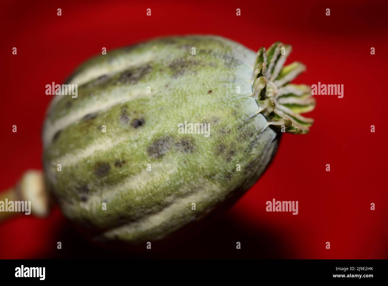 Opium fruit papaver somniferum family papavaraceae close up botanical ...