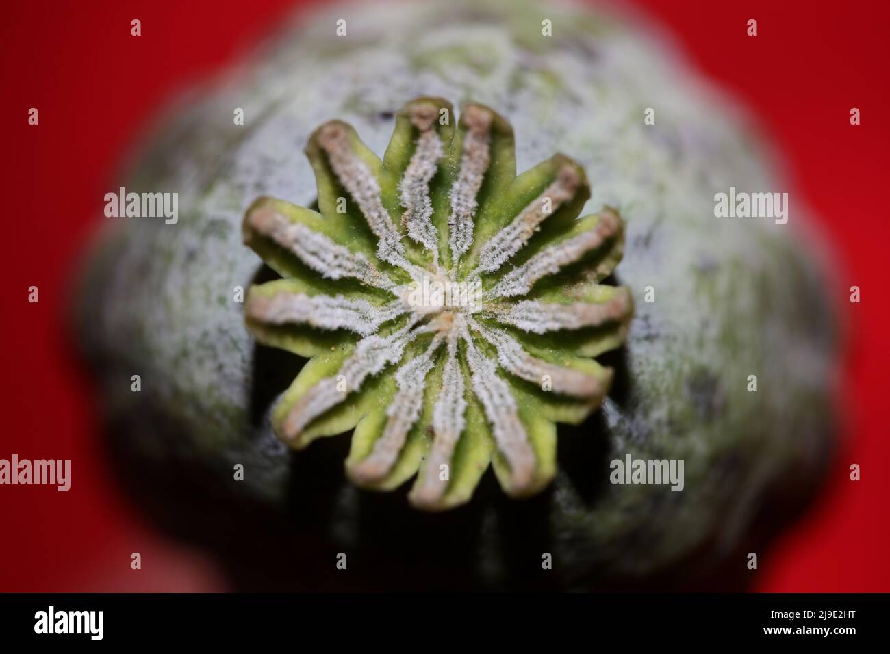 Opium fruit papaver somniferum family papavaraceae close up botanical ...