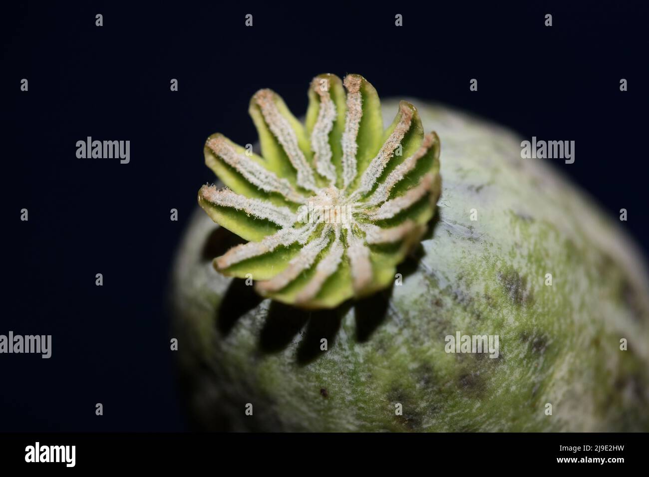 Opium fruit papaver somniferum family papavaraceae close up botanical ...