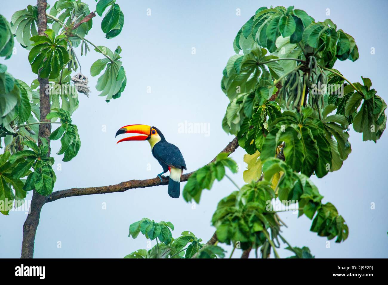 Family in rainforest hi-res stock photography and images - Alamy