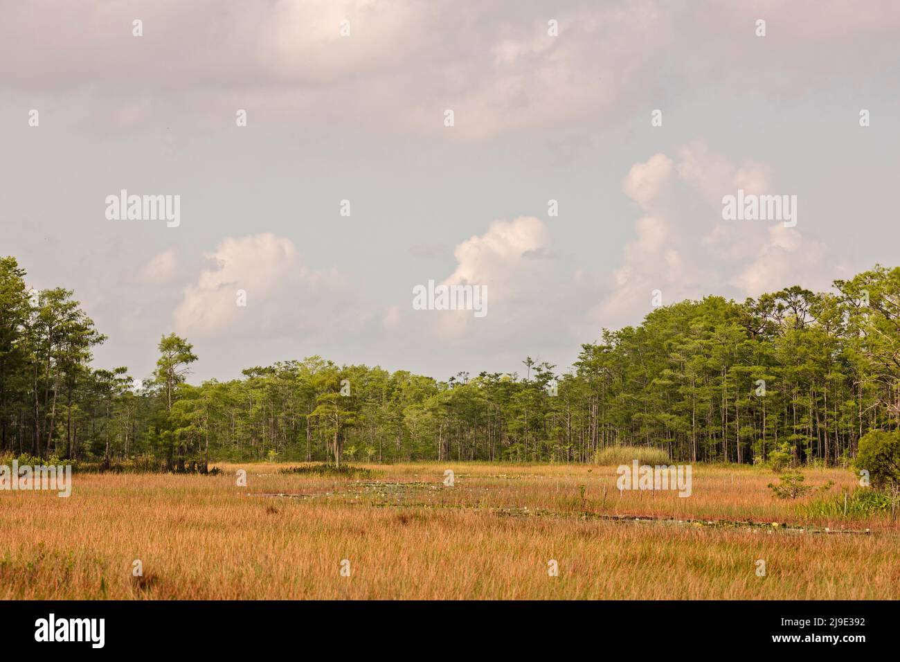 Hot sunny day at the florida wetland Stock Photo - Alamy