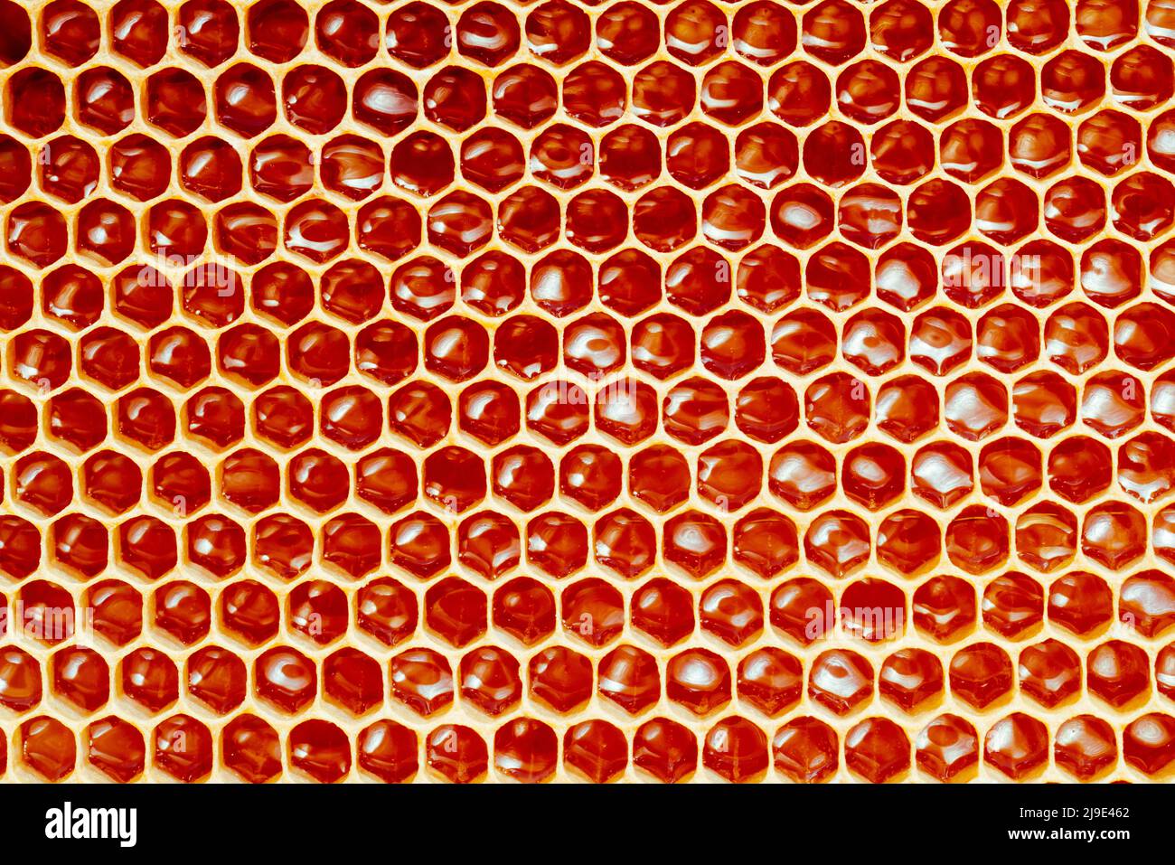 Background texture and pattern of a section of wax honeycomb from a bee ...