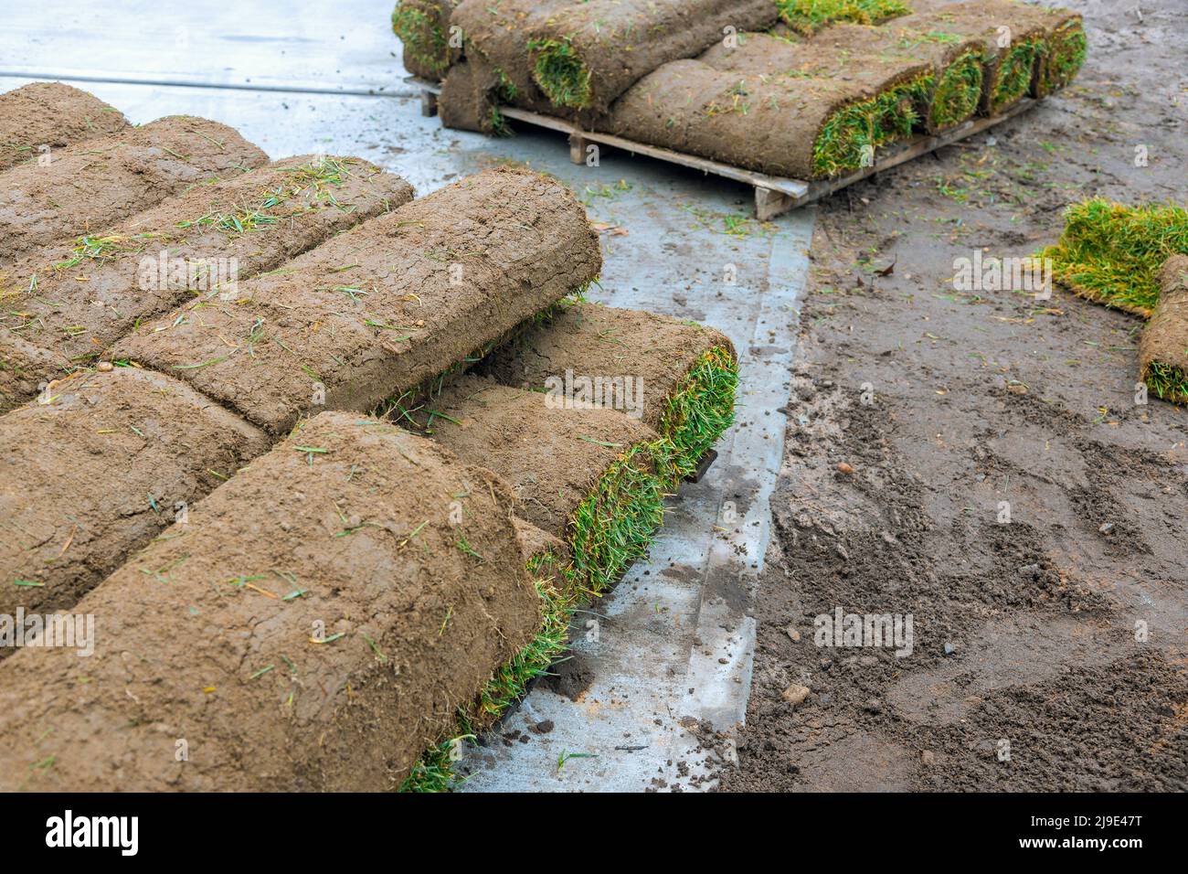 Material for landscaping territory with rolls of turf natural rolled ...
