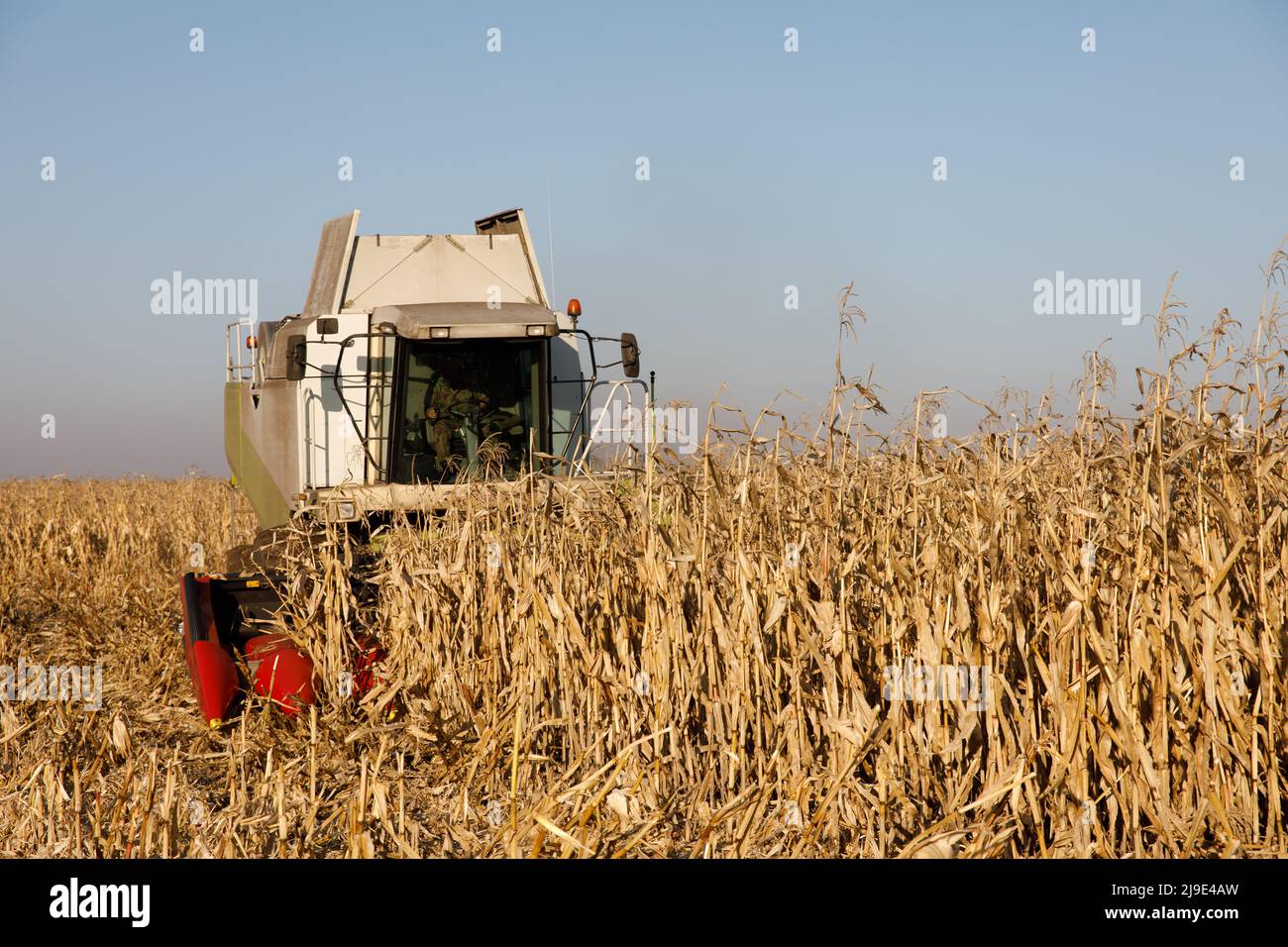Combine harvester harvest corn field. Image of the agricultural ...