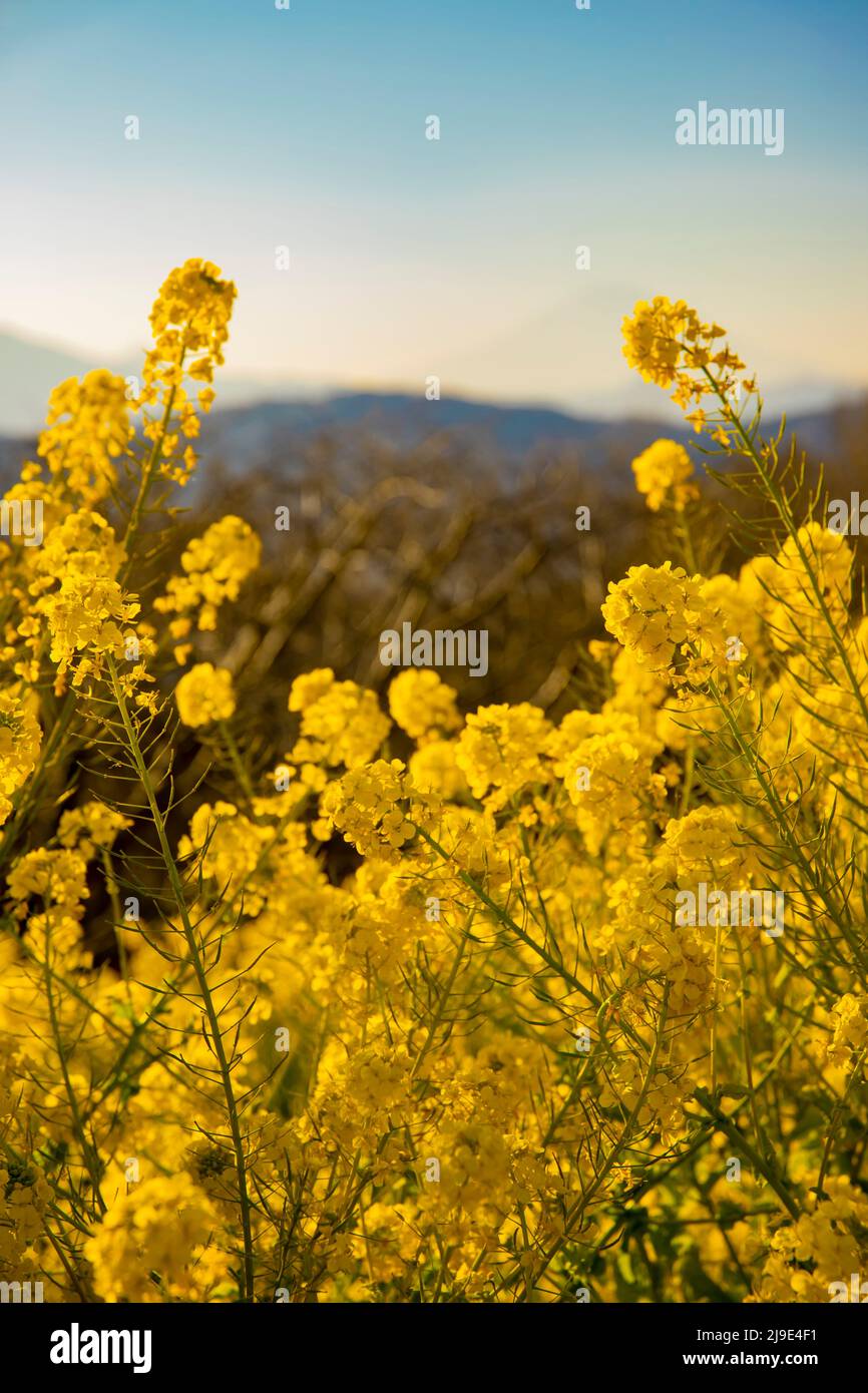 Canola flower garden at Azumayama park in Shounan Kanagawa middle shot ...