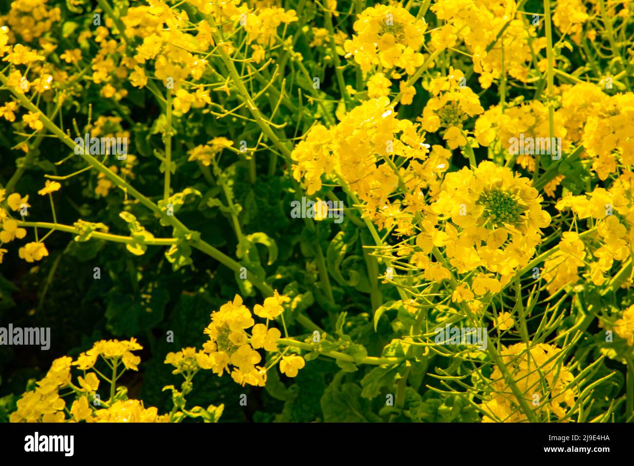 Canola flower garden at Azumayama park in Shounan Kanagawa middle shot ...