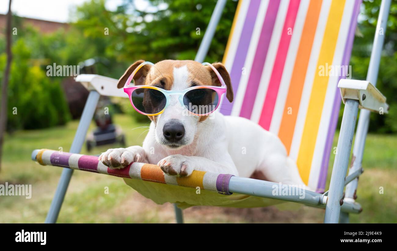 Jack russell terrier dog in sunglasses is resting on a sun lounger ...