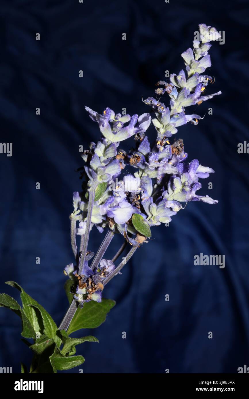 Flower blossom salvia divinorum family lamiaceae close up botanical ...