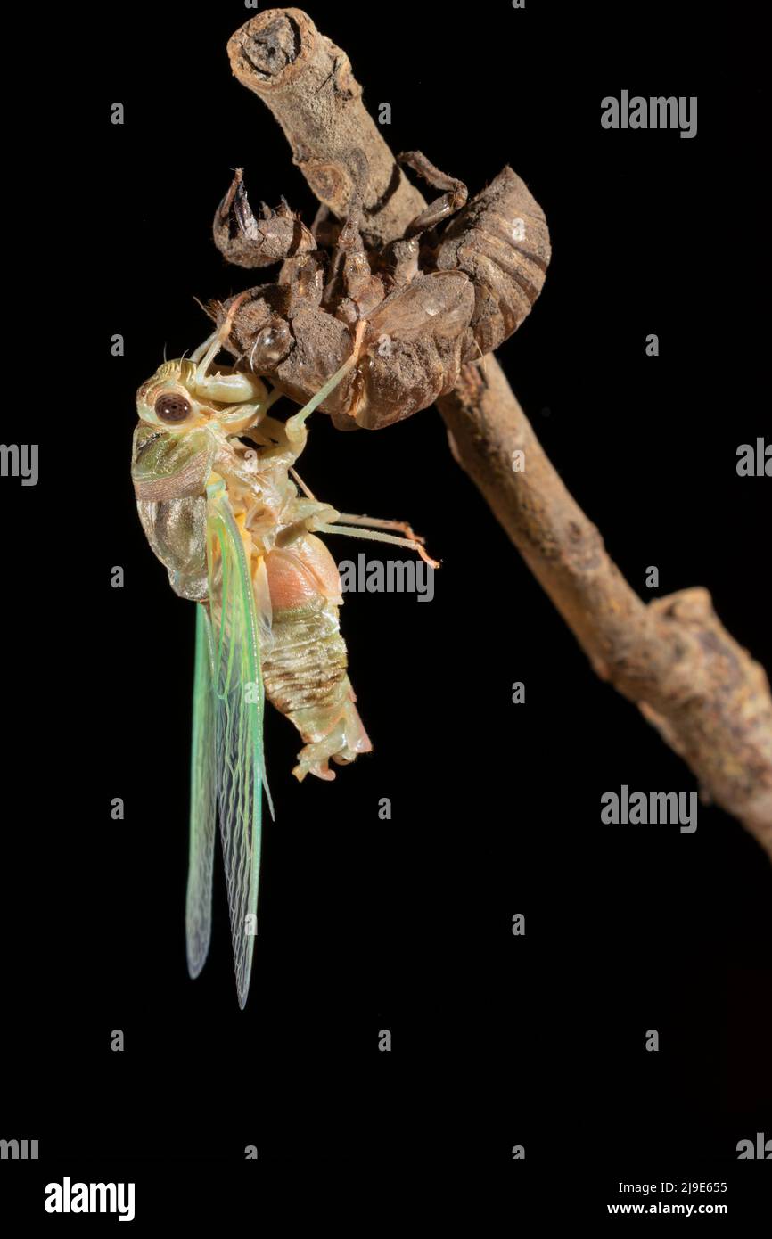 Molting insects hi-res stock photography and images - Alamy