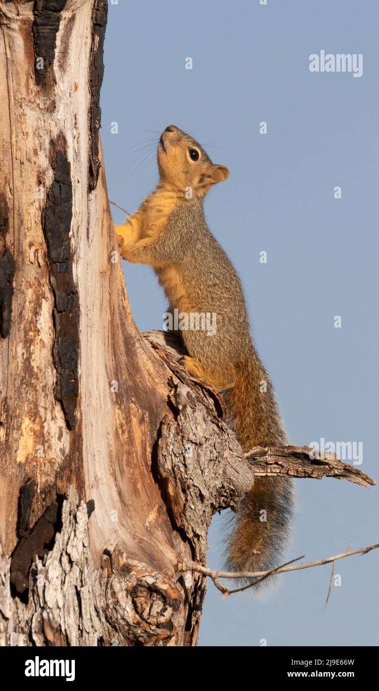 The fox squirrel (Sciurus niger), on the dead tree at Inks Lake State ...