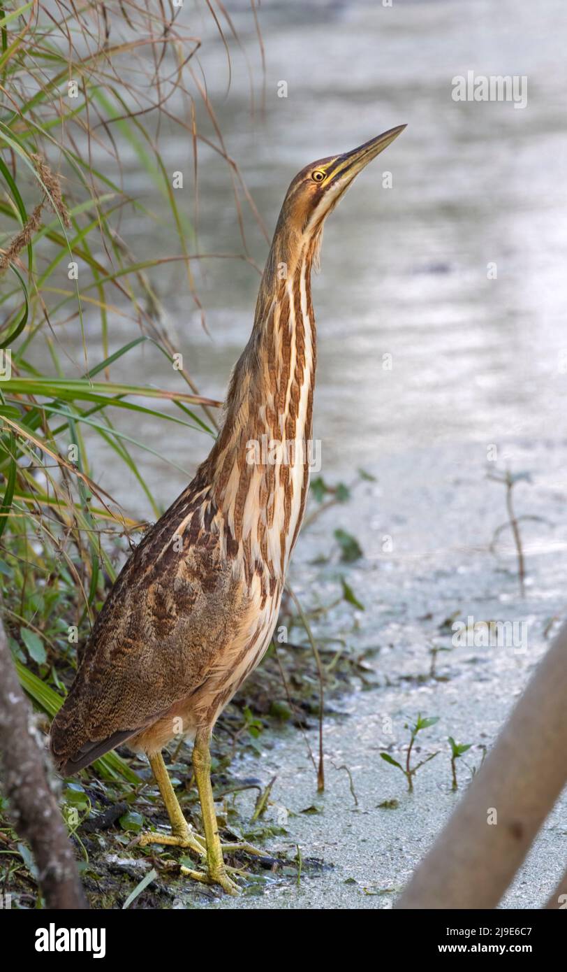 American bittern (Botaurus lentiginosus) close up, Brazos Bend State ...