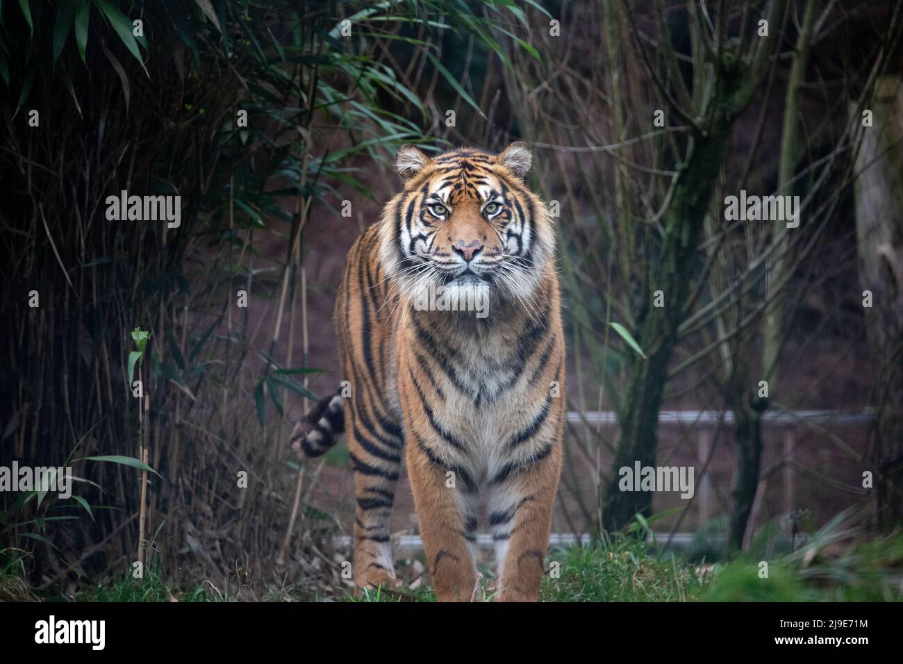 Siberian tiger in the forest hi-res stock photography and images - Alamy