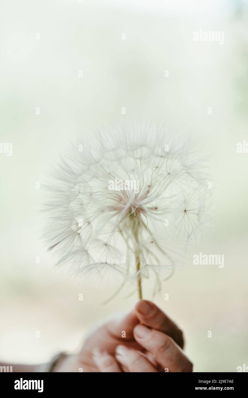 A large white ball of dandelion in hand against the sky. High quality ...